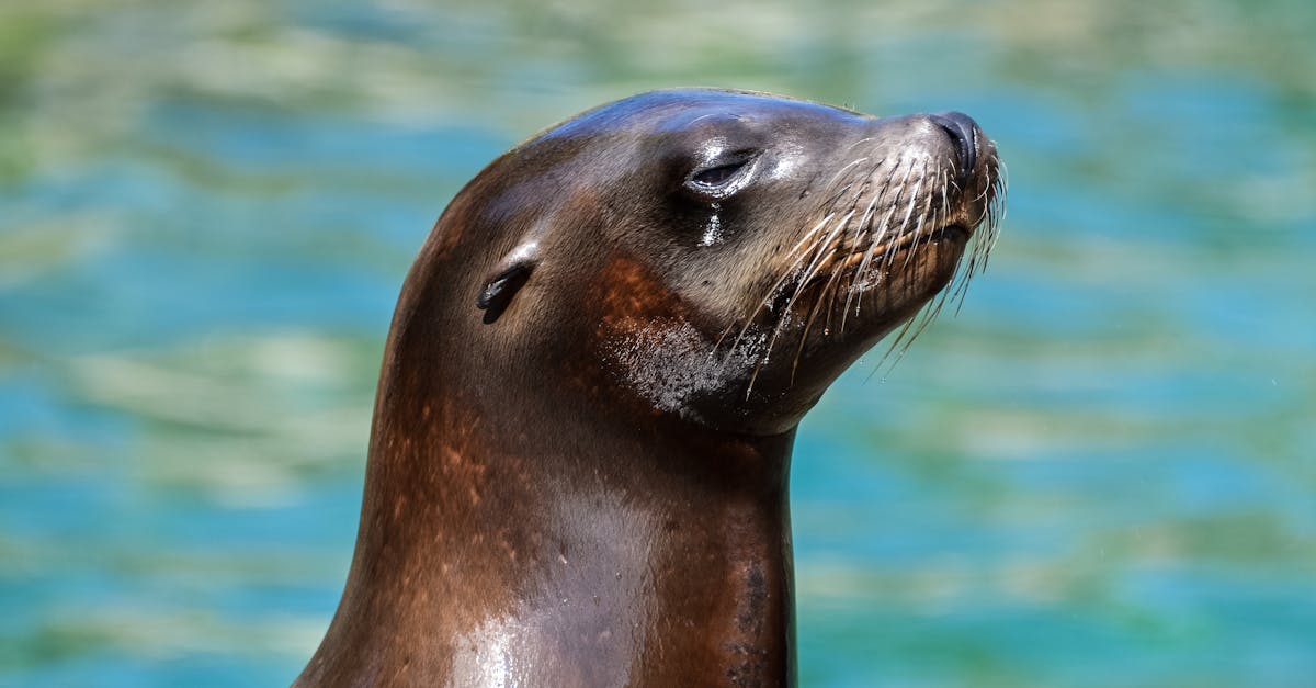 Guide pratique pour visiter le Parc Animalier Friedel à Illkirch ...