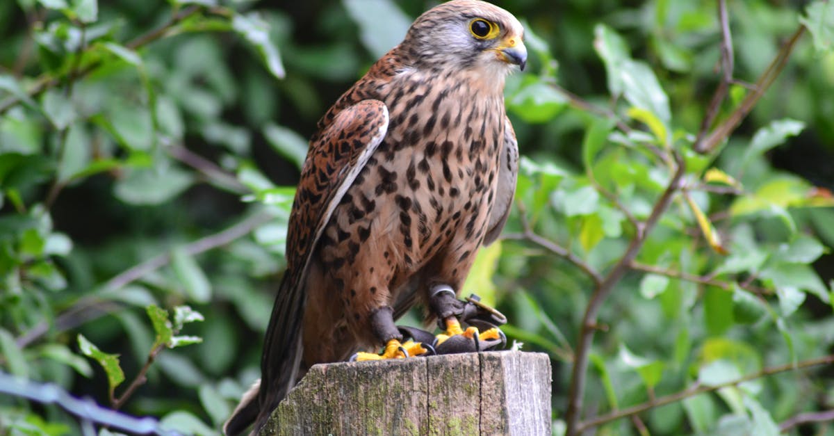 Guide pratique pour visiter le Parc Animalier Friedel à Illkirch ...