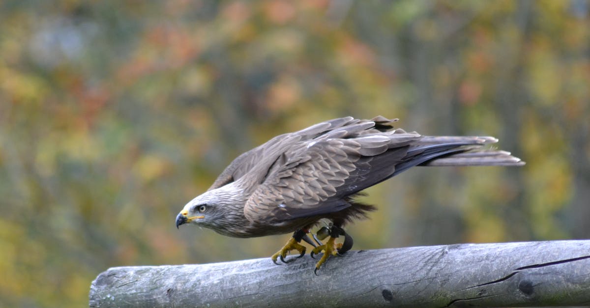 Guide pratique pour visiter le Parc Animalier Friedel à Illkirch ...