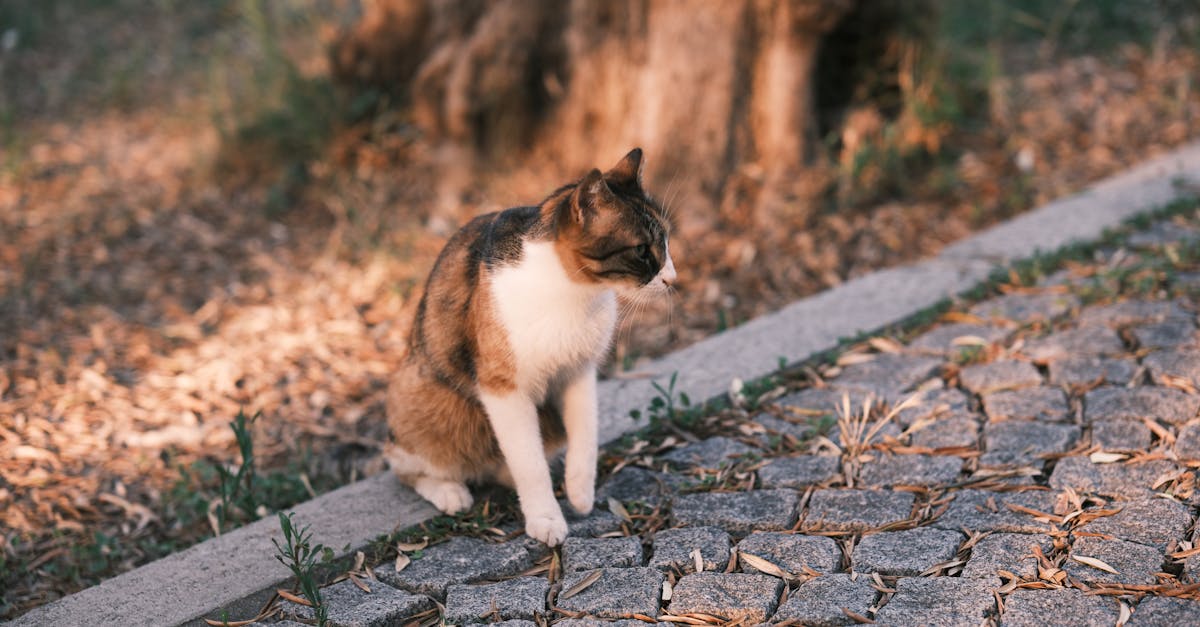 Guide pratique des parcs et jardins à Strasbourg : Nos incontournables ...